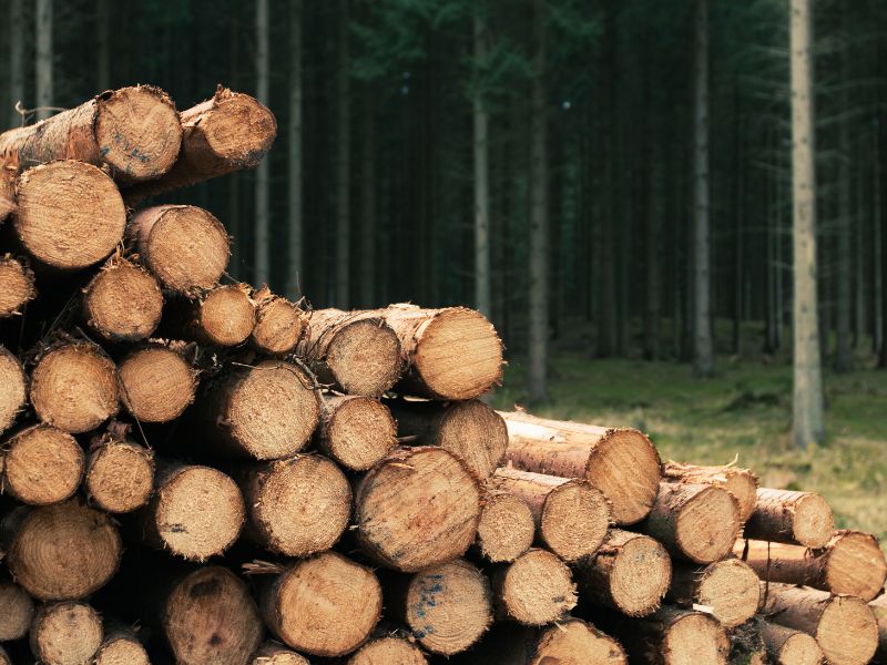 Holz als Rohstoff - gut für das Klima? - HunteWeserNews.de